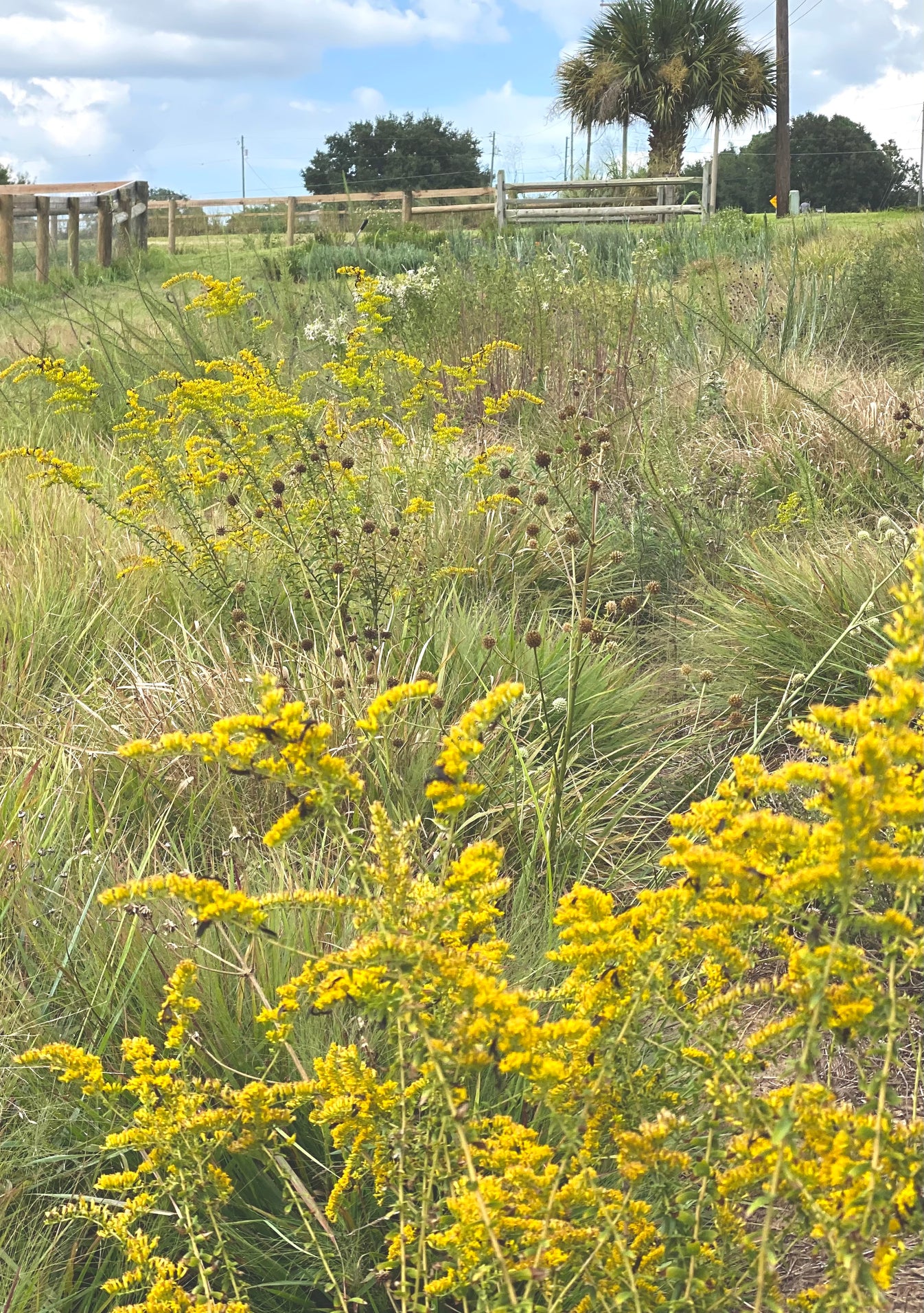 Solidago odora var. chapmanii - Chapman’s goldenrod – My Florida Meadow Co.