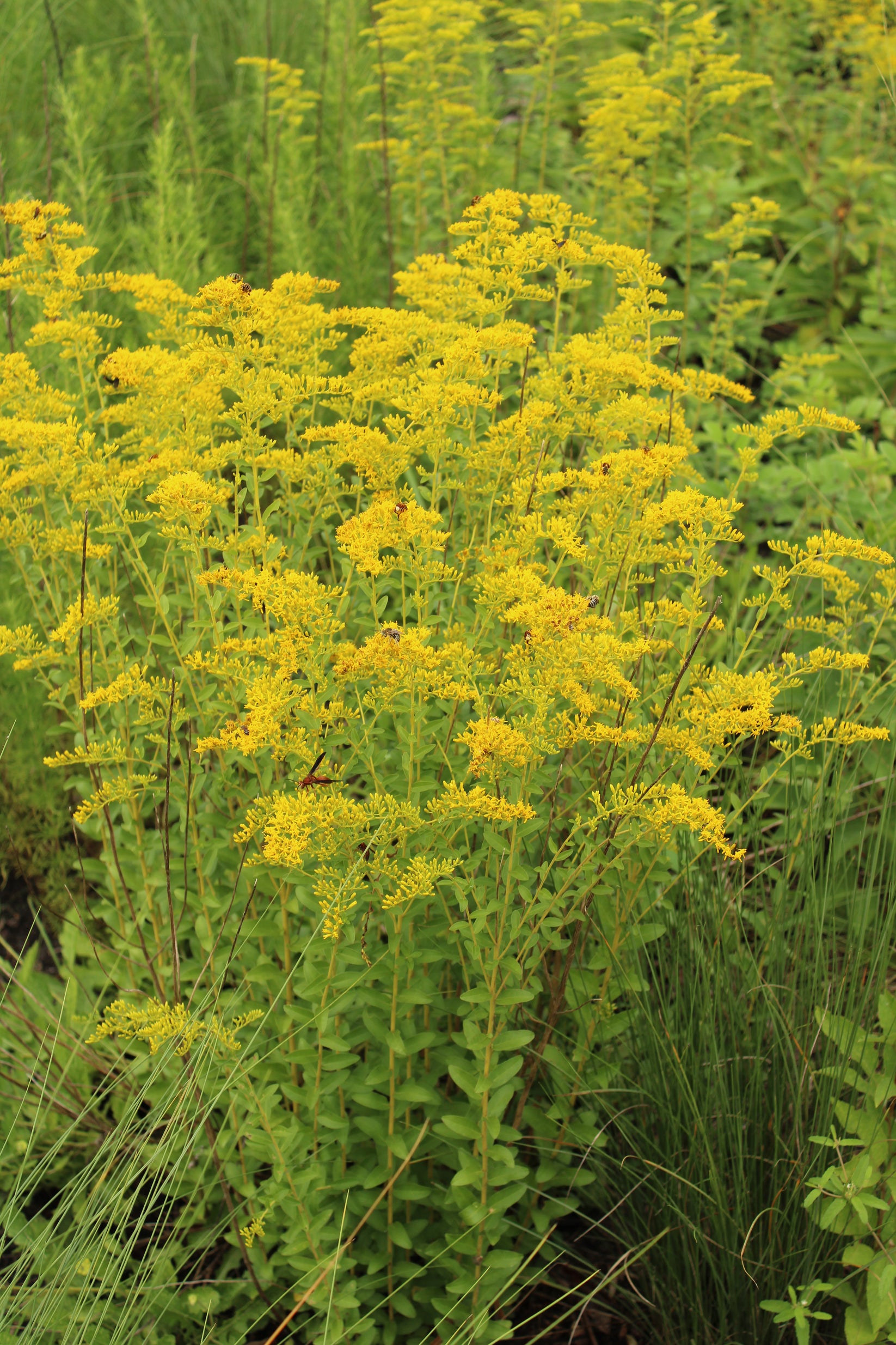 Solidago odora var. chapmanii - Chapman’s goldenrod – My Florida Meadow Co.