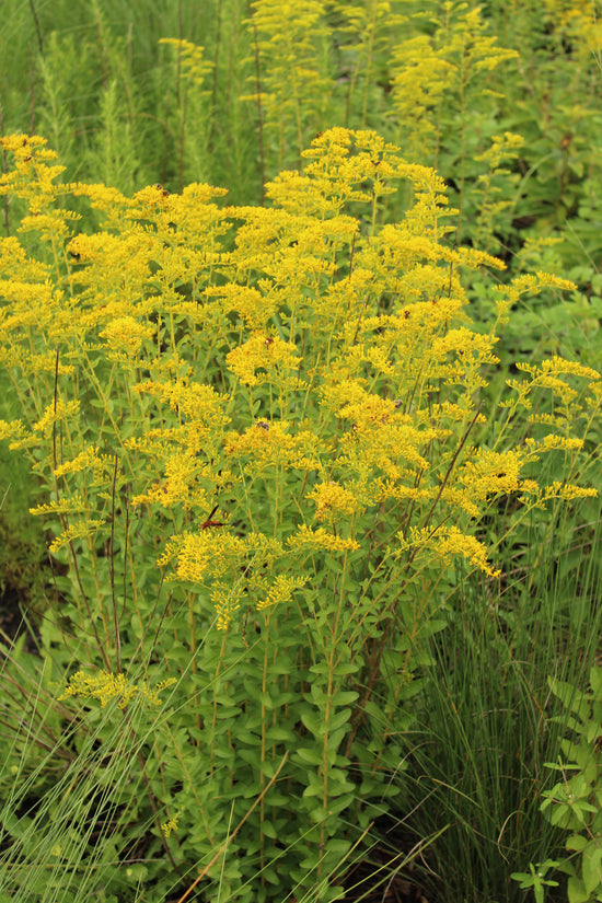 Solidago odora var. chapmanii - Chapman’s goldenrod – My Florida Meadow Co.