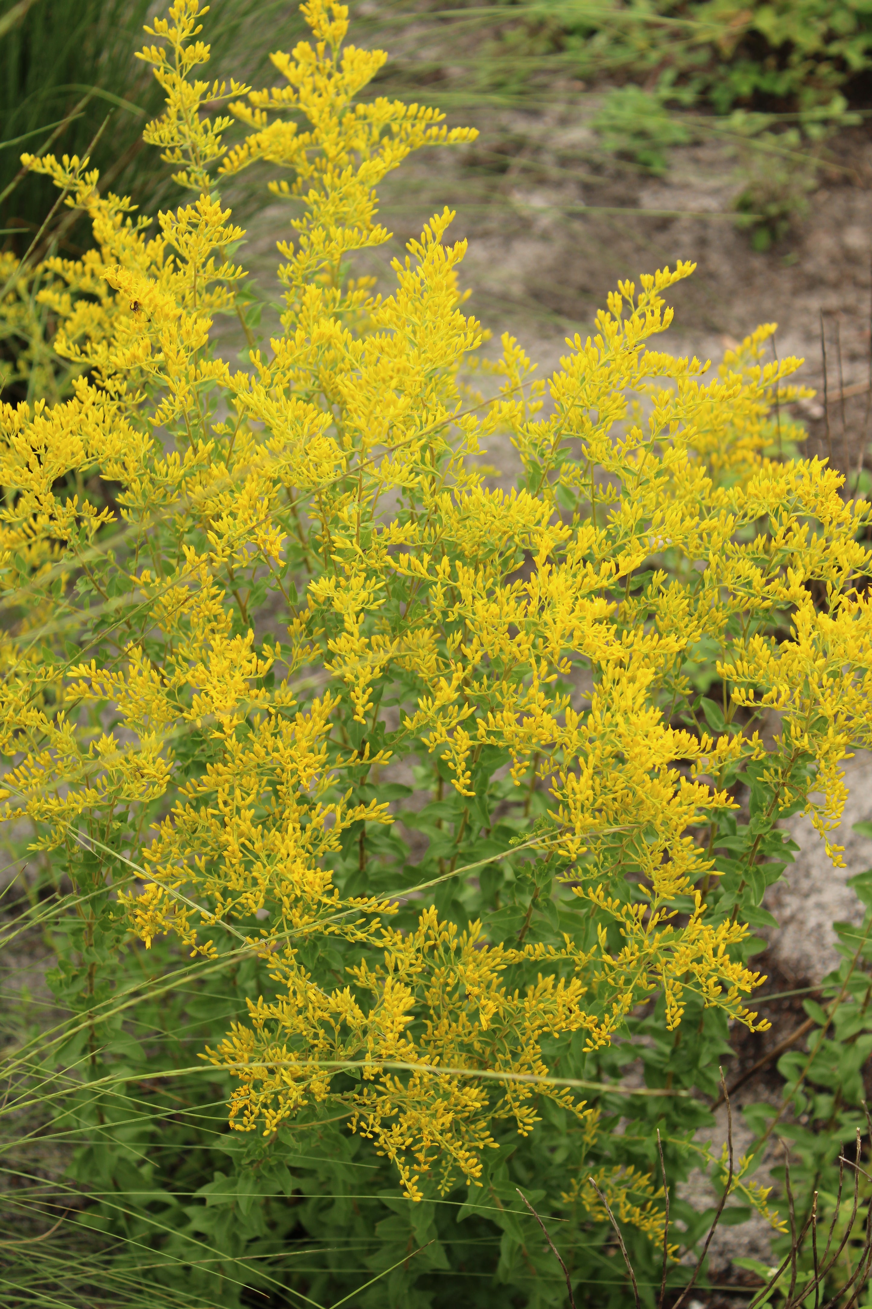 Solidago odora var. chapmanii - Chapman’s goldenrod – My Florida Meadow Co.