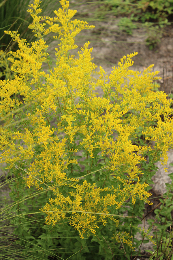 Solidago odora var. chapmanii - Chapman’s goldenrod – My Florida Meadow Co.