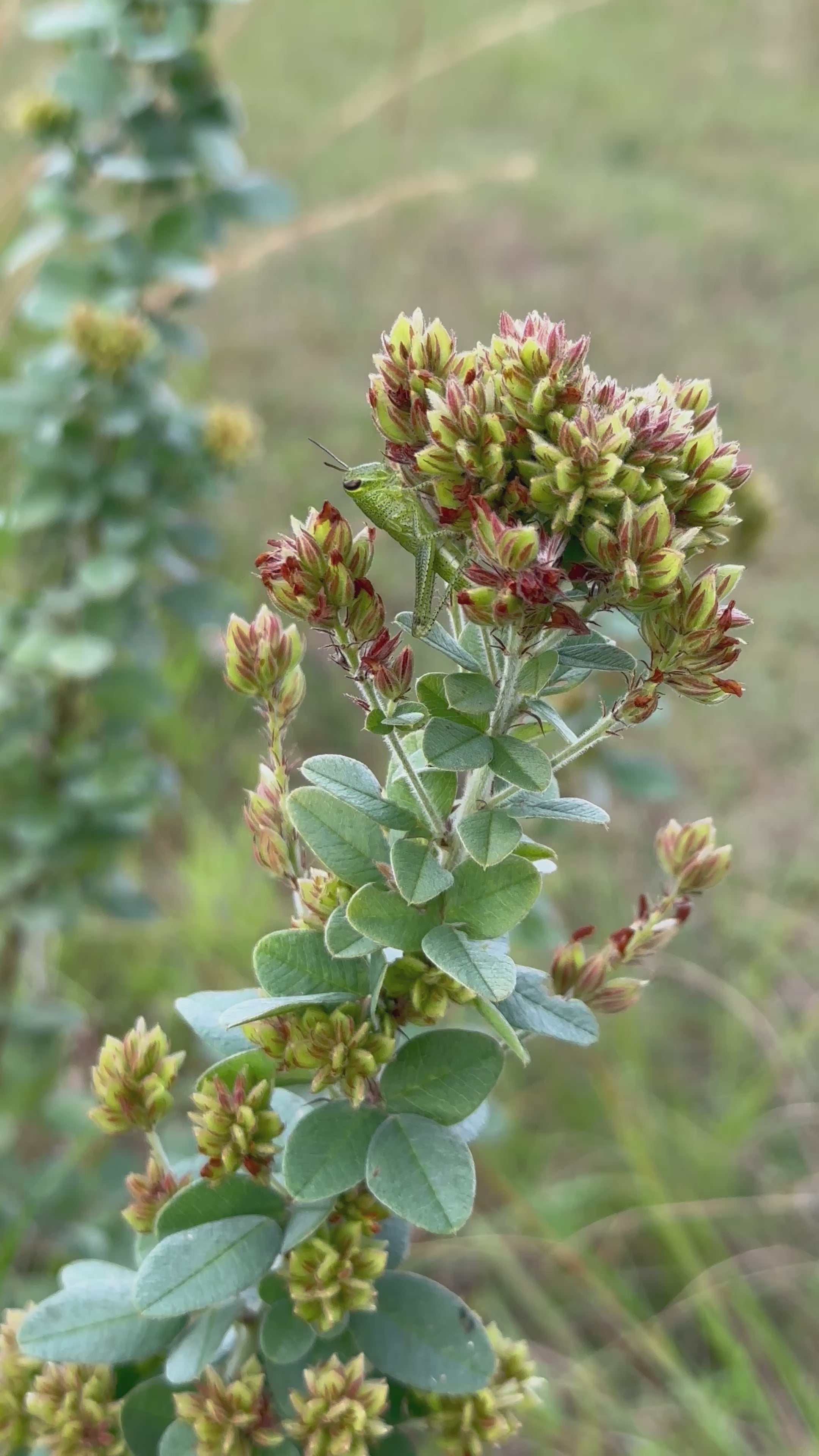 Lespedeza hirta - Hairy Lespedeza – My Florida Meadow Co.